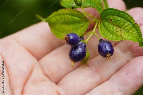 Deep blue and hairy Kosters Curse berries also called Clidemia Hirta ...