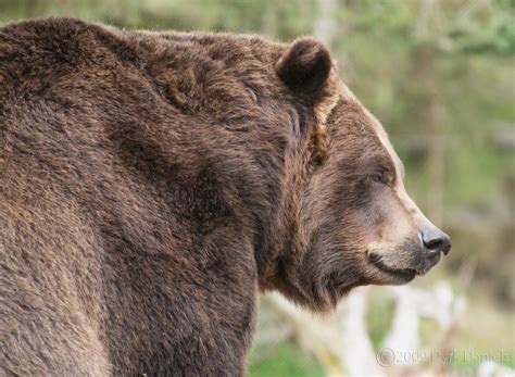 Бурый медведь (лат. Ursus arctos), фотографии бурых медведей