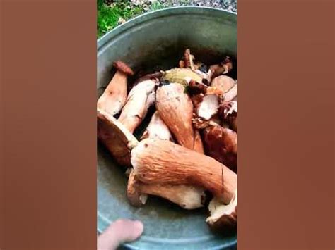 Поехали за грибами 🍄 - YouTube