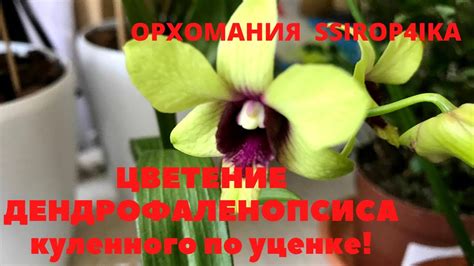 ЦВЕТЕНИЕ ДЕНДРОФАЛЕНОПСИСА куленного по уценке! - YouTube