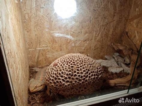 Бородатая агама с террариумом купить в Кыштыме | Животные и зоотовары ...