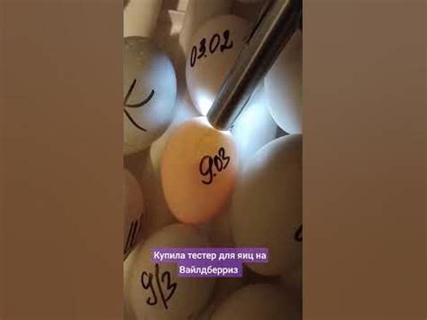 Тестер для яиц с вайлдберис за 359 рублей #овоскопирование #овоскоп ...