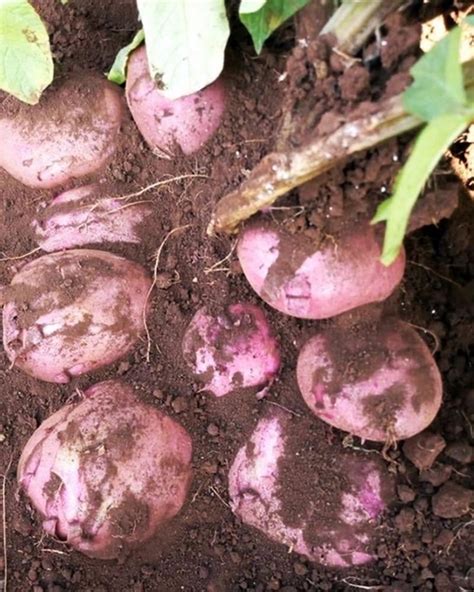 Картофель семенной (посадочный) Рудольф. Среднеспелый, 1 репродукция 1 ...