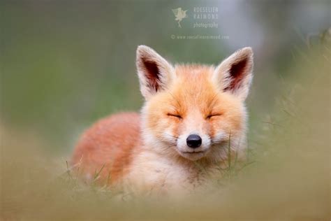 Red Foxes - Red Fox Photos in every way imaginable
