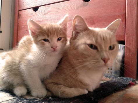 Котаны :3 | Пикабу