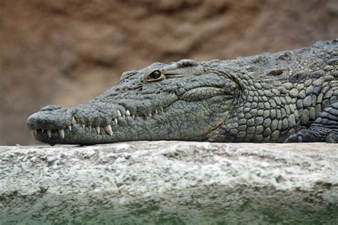 Add the Nile Crocodile to Florida’s Growing List of Invasive Reptiles ...