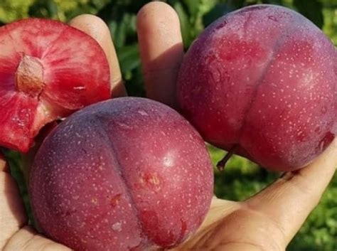 Плодовые культуры