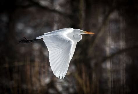 Der Weiße Foto & Bild | winter, natur, tiere Bilder auf fotocommunity