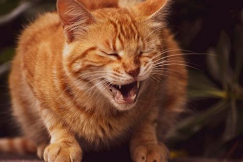 Premium Photo | Smiling cat