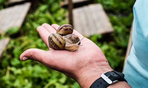 Камера холодильная для хранения улиток Snails (создаем экосистему для ...