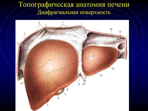 Топографическая анатомия и оперативная хирургия печени, желчного пузыря ...