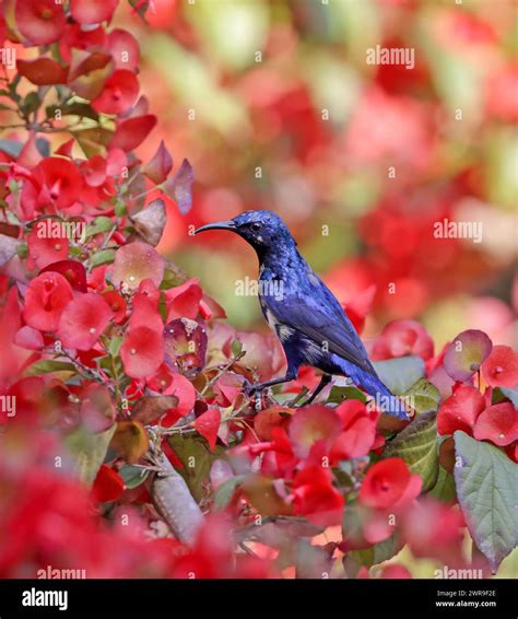 Purple sunbird hi-res stock photography and images - Alamy