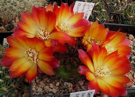 Sulcorebutia t - z - Kakteen, Kaktus, Samen kaufen, Pflanzen kaufen ...