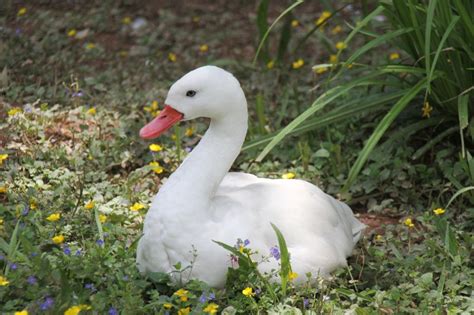 Coscorobaschwan (Coscoroba coscotoba) im Zoo Berlin (Juli 2015) - Tier ...