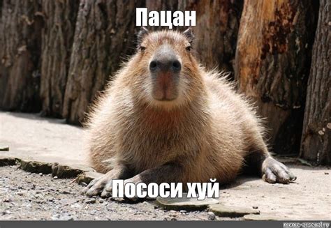 Meme: "Пацан Пососи хуй" - All Templates - Meme-arsenal.com