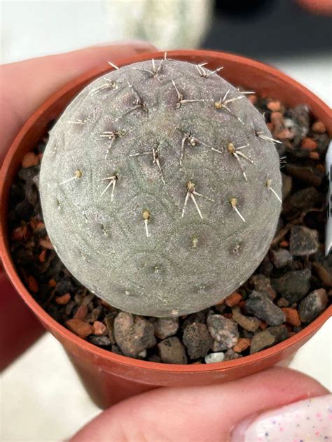 Tephrocactus geometricus | Cactuses \ Tephrocactus | Kaktusy, sukulenty ...