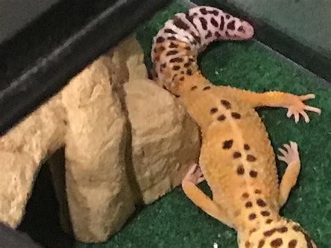 Leopard Gecko Sleeping