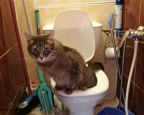 Авто-смыв унитаза для кота / Хабр