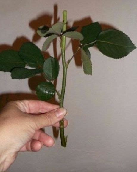 КОМНАТНЫЕ ЦВЕТЫ | Propagating plants, Flower garden, Farm gardens