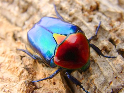 Кавказская бронзовка (лат. Protaetia speciosa jousselini)