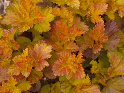 Пузыреплодник калинолистный AMBER JUBILEE Physocarpus opulifolius AMBER ...
