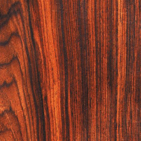 Cocobolo - JungleKey.fr Image