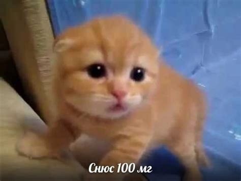 Пикчи с котами которых мы заслуживаем | ВКонтакте
