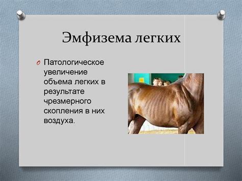 Внутренние незаразные болезни животных - презентация онлайн