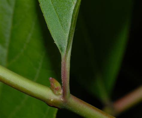 Itea virginica (Iteaceae) image 32038 at