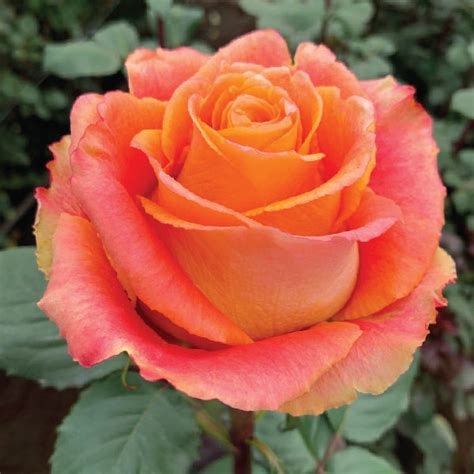 Silantoi – La Hacienda Flowers