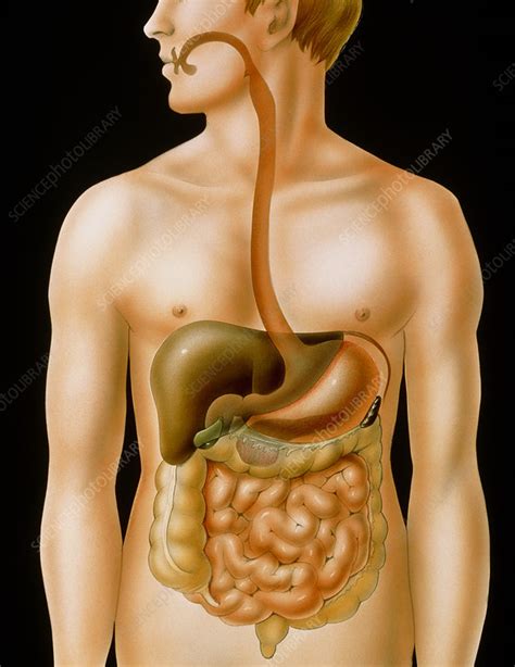 Digestive Body System Human Stomach Eating The Digestive System GIF