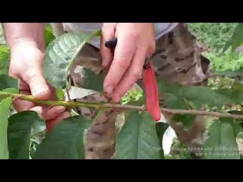 Как готовить черенки для окулировки - YouTube
