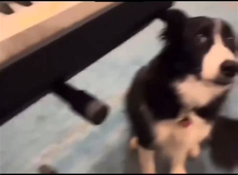 Dog with very good pitch : r/interesting