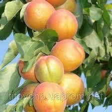 Абрикос колоновидный Принц Март (ID#1425763315), цена: 150 ₴, купить на ...