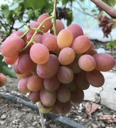 Купить саженцы и черенки винограда сорта Гетьман в Крыму недорого