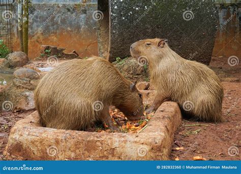 Capybara Kapibara Hydrochoerus Hydrochaeris Stock Photography ...