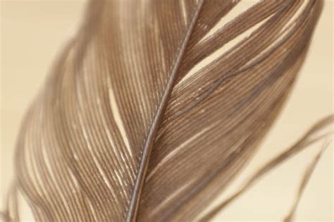 Brown Photos, Download The BEST Free Brown Stock Photos & HD Images