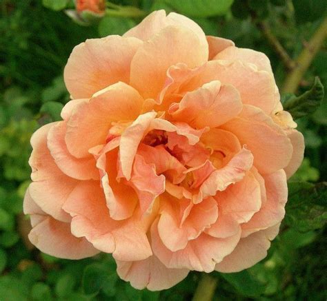 FLORI