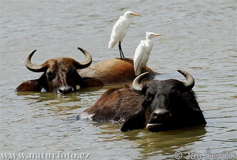 Buffel Bilder, Buffel Fotos | NaturFoto
