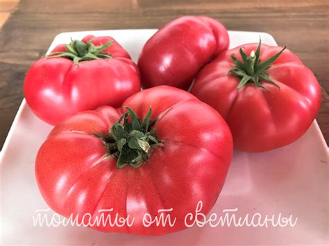 Укус змеи (ПРОЕКТ "DWARF TOMATO") - семена томатов