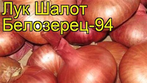 Лук шалот Белозерец-94 (Лук шалот). Краткий обзор, описание ...