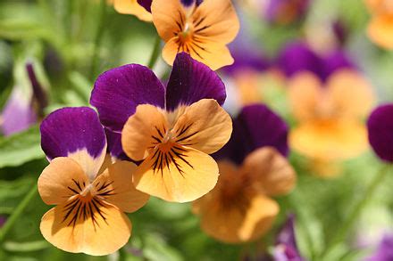 Anthocyanin - Simple English Wikipedia, the free encyclopedia