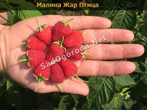 Малина Жар Птица Фото Описание Отзывы – Telegraph