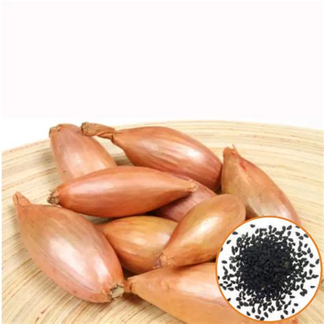 Семена Лука Шалот Запорожский Gl Seeds 0,5 Г — Купить Недорого на Bigl ...
