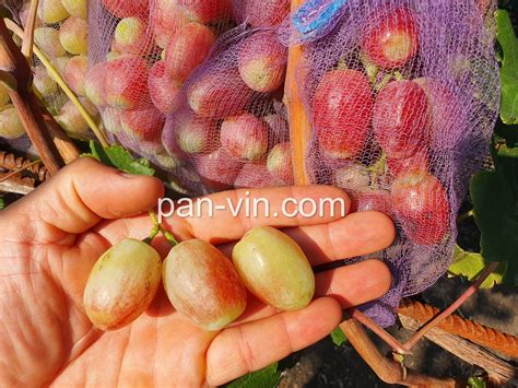 Басанти — pan-vin.com