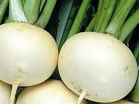 Японская редька дайкон: сорта, выращивание и уход – АГРАРИЙ