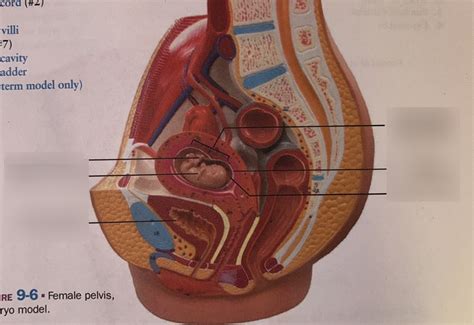 Female reproductive model pt3 (pregnant w/ embryo) Diagram | Quizlet