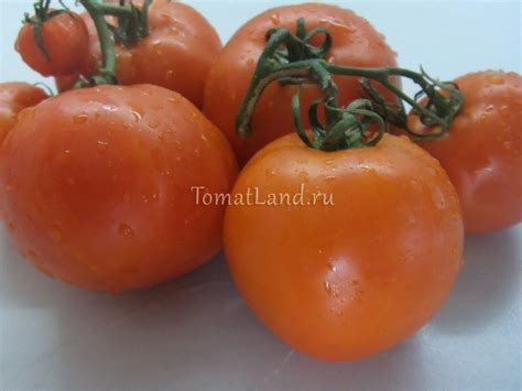 Томат Айсан: ОТЗЫВЫ (6), фото, характеристика и описание | tomatland.ru