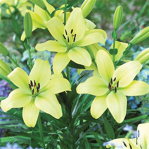 Lily 'Trebbiano' | K. van Bourgondien - Wholesale Bulbs