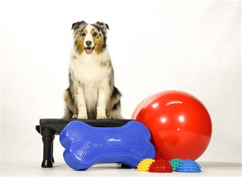 Базовый фитнес для шоу-собак: как правильно заниматься? | Wikipet.ru ...